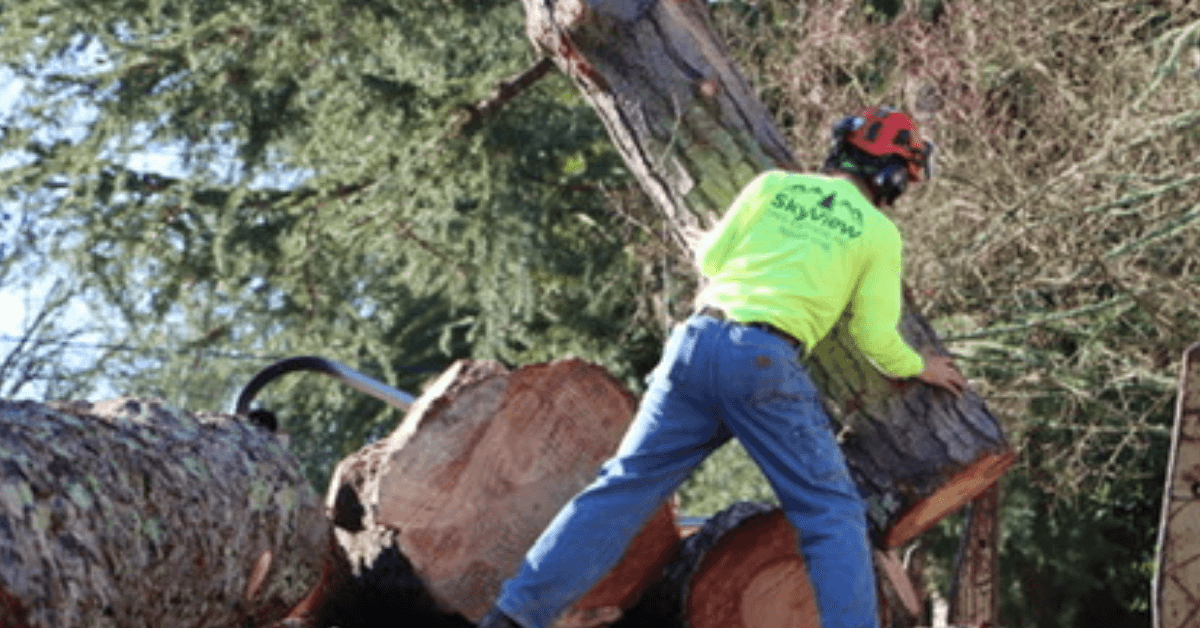 Tree Service in San Rafael, CA | SkyView Tree Experts